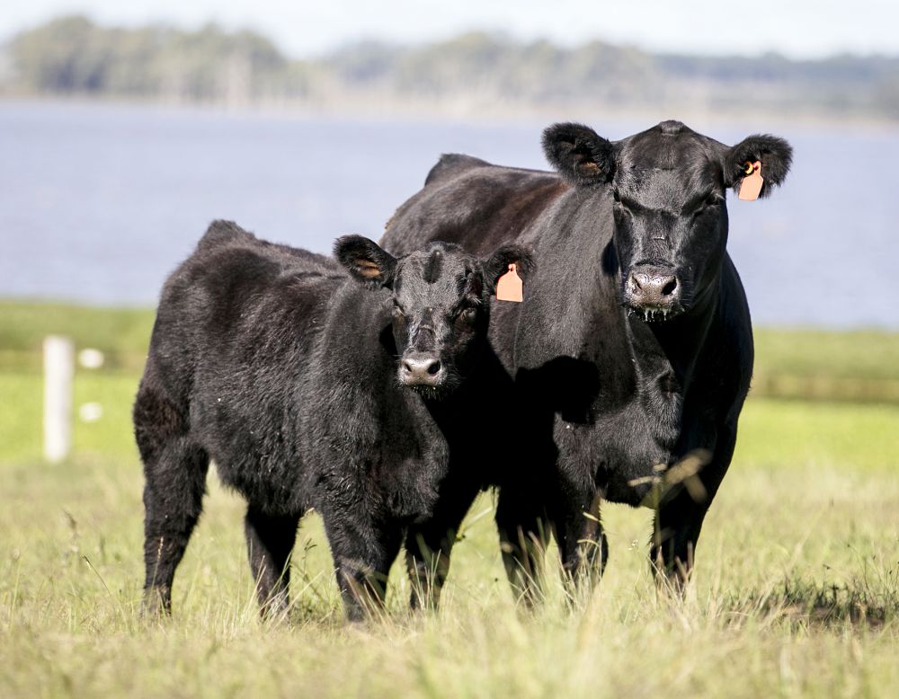 Expo Angus en Florida | Zambrano & Cía