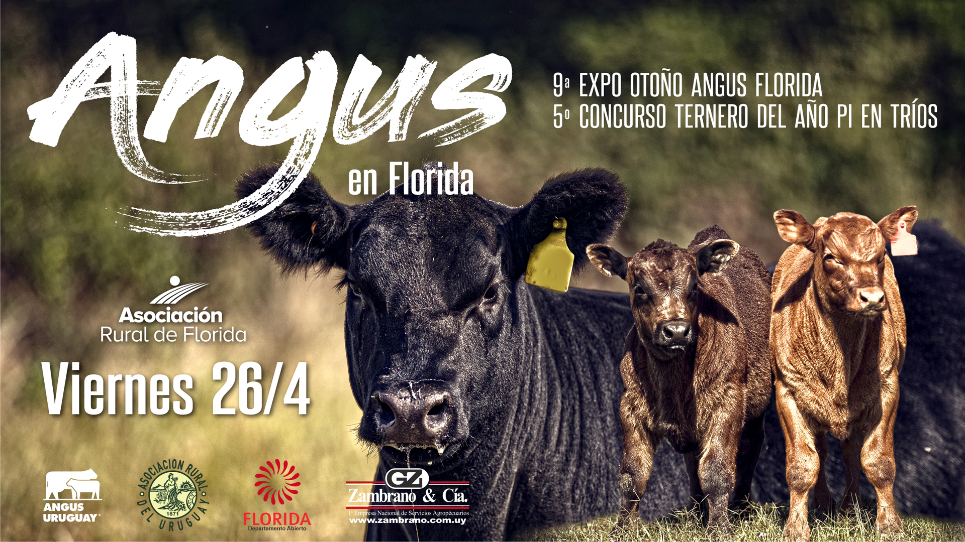 Expo Angus en Florida | Zambrano & Cía